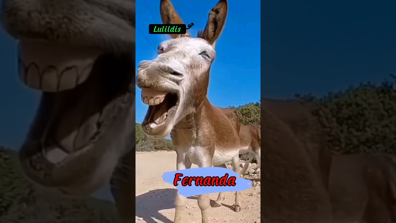 Fernanda #entreterimento #shortshumor  #memes #shortsportugal #shortsmexico #shortsfrance #fernanda