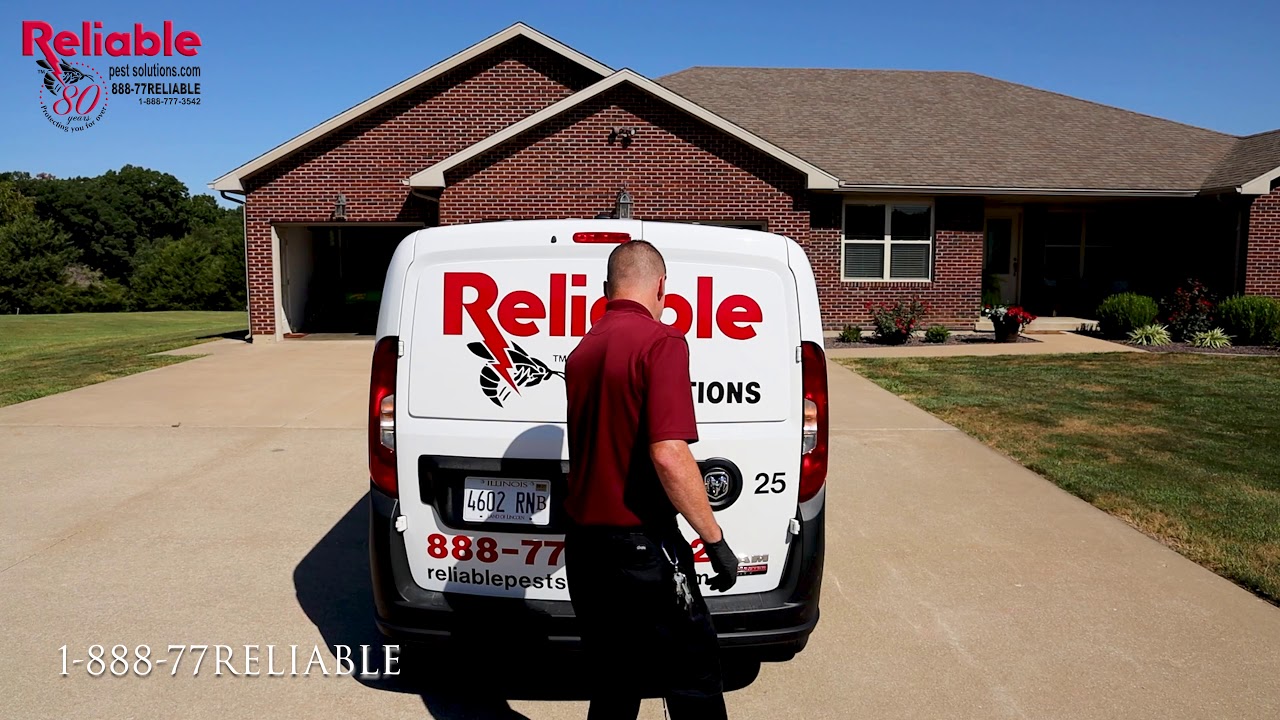 Bed Bugs - Reliable Pest Solutions