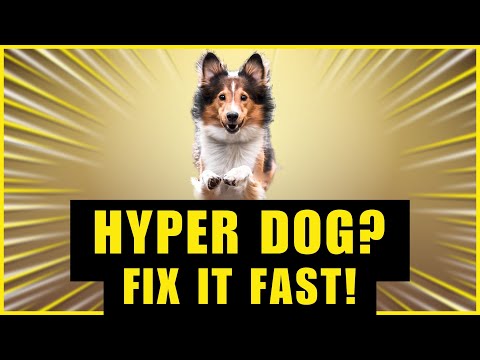 Overexcited Dog? Do THIS Before Training!