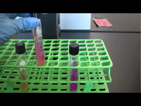 BIO 2192 UNIT 10 - Protein Catabolism Urea Slant / Urease Test
