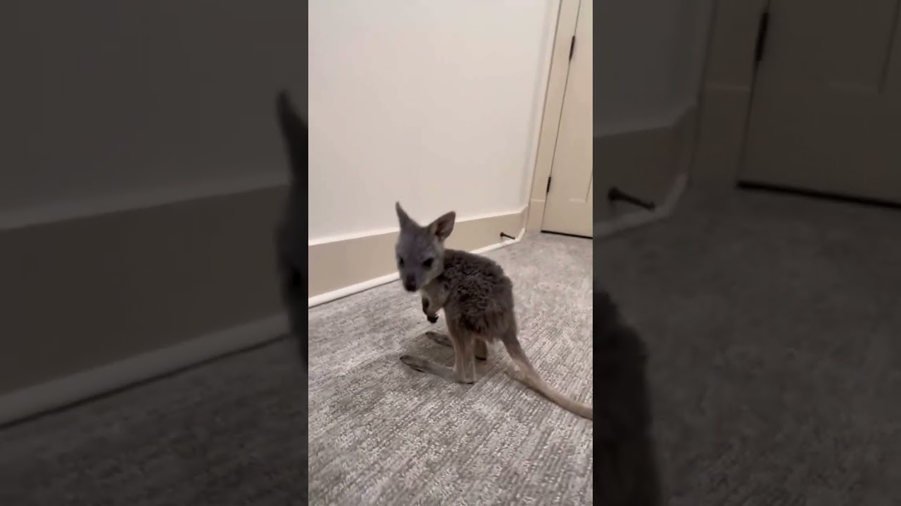 How a kangaroo baby bounces its first time