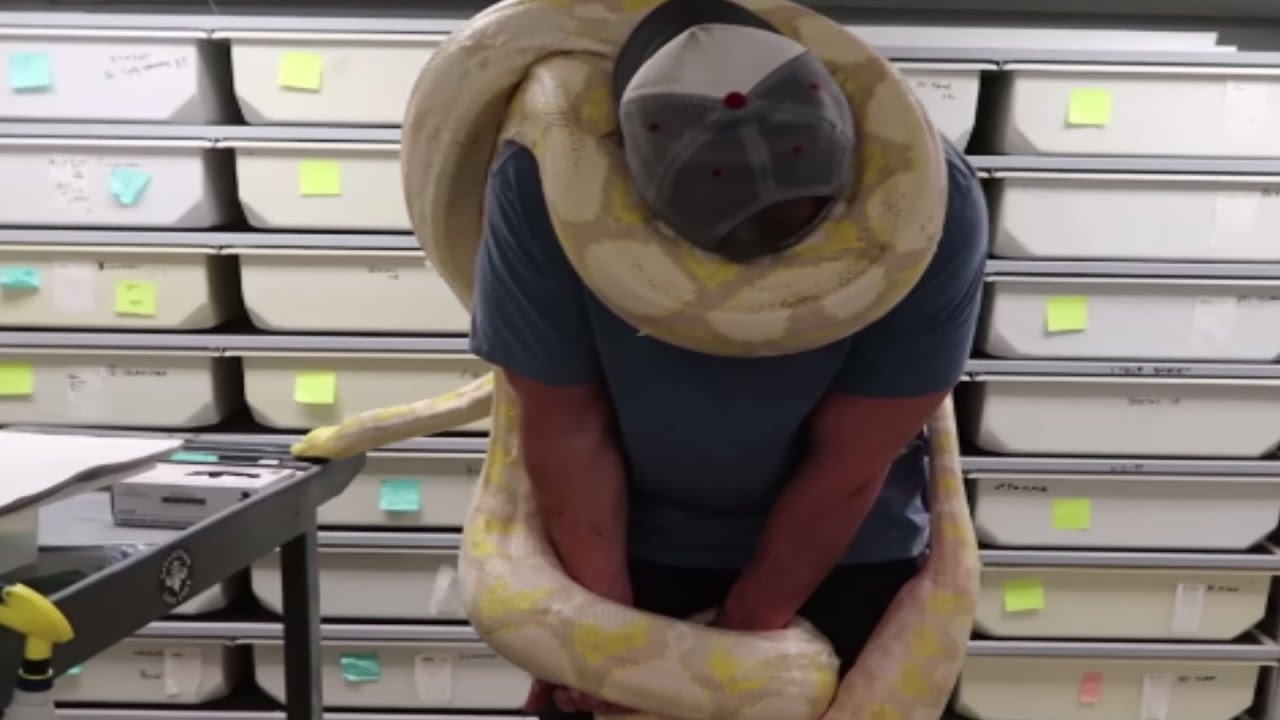 19ft Python Snake Chokes Man Around The Neck! | BRIAN BARCZYK