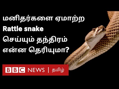 ஆபத்தில் இருந்து தப்ப மனிதர்களை ஏமாற்றும் RattleSnake வகை பாம்புகள் - சுவாரஸ்ய தகவல்