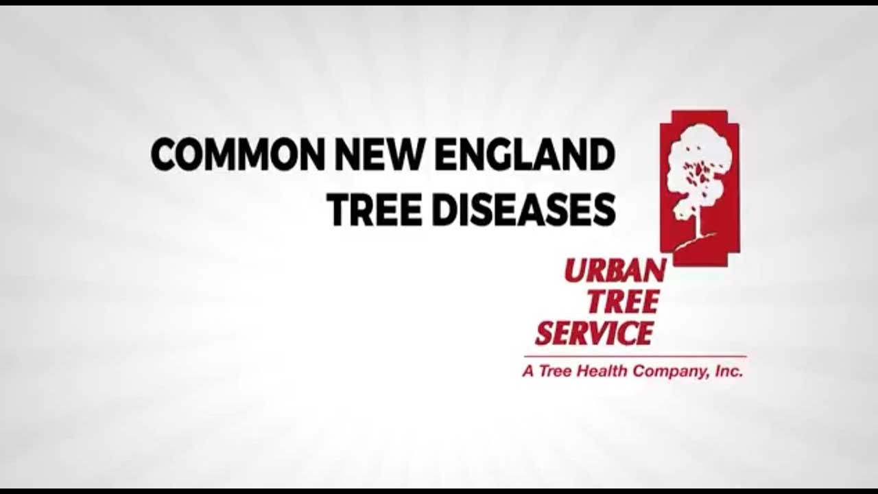 Common New England Tree Diseases