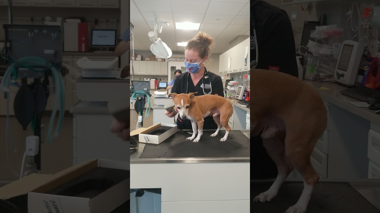 Skill #24 - Microchip scanning