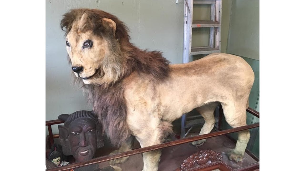 Bad Taxidermy