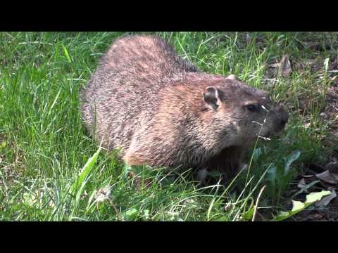 Weedeater Ultra, a.k.a. groundhog Sony HX-100V