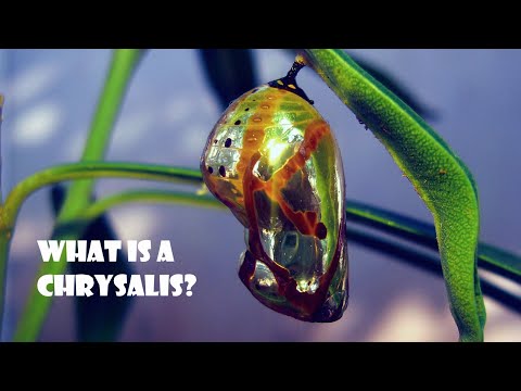 What is a Chrysalis