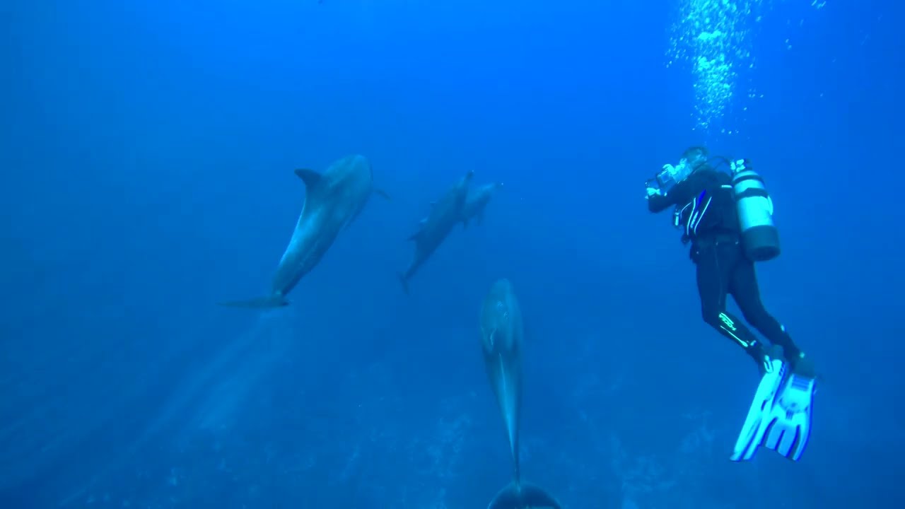 Dolphins at Roca Partida
