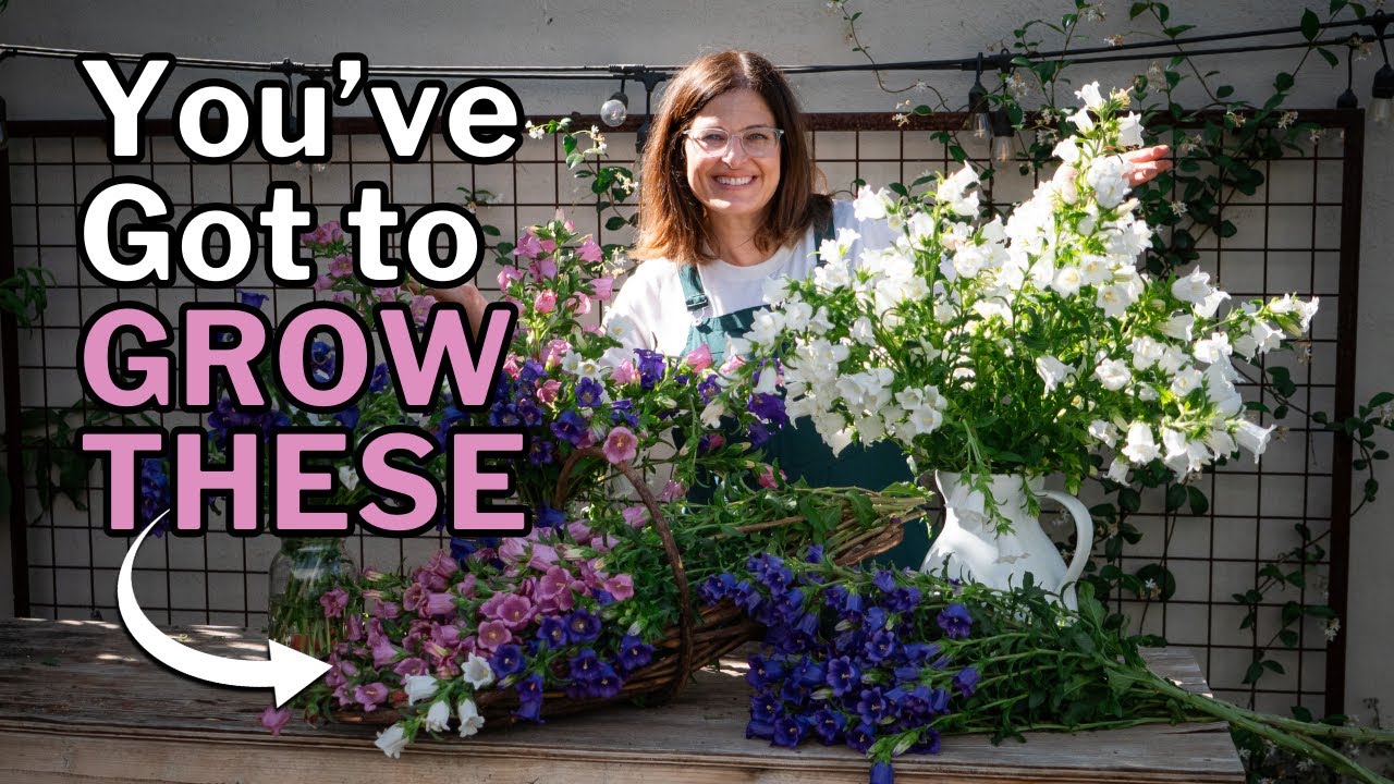 How to Grow Campanula (Canterbury Bells) for Stunning Spring Blooms