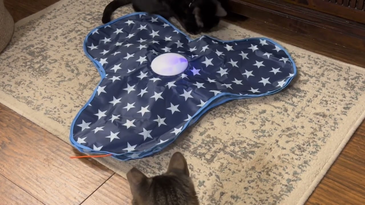 Oxawo Cat Toy Review | Interactive Hide & Seek with Chirping Sounds