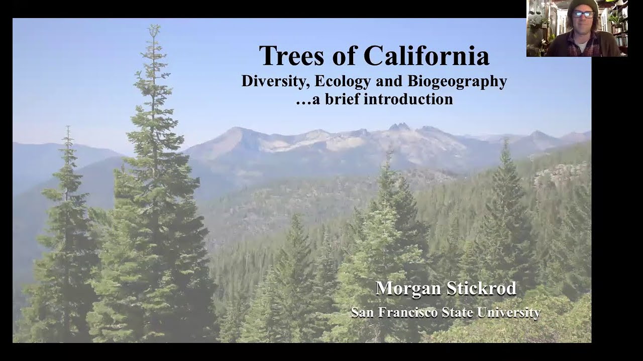 Native Trees of California - Speaker: Morgan Stickrod