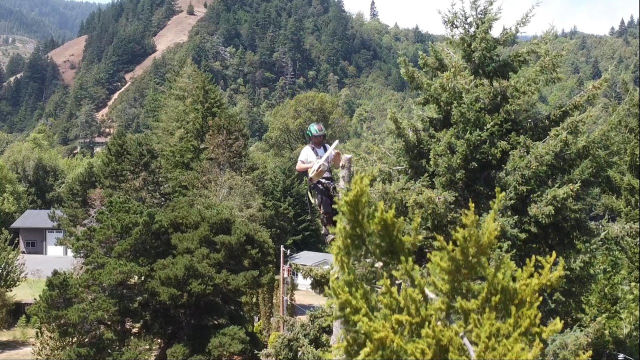 Deodar Cedar Removal