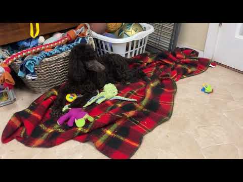 Moyen poodle puppies in Michigan