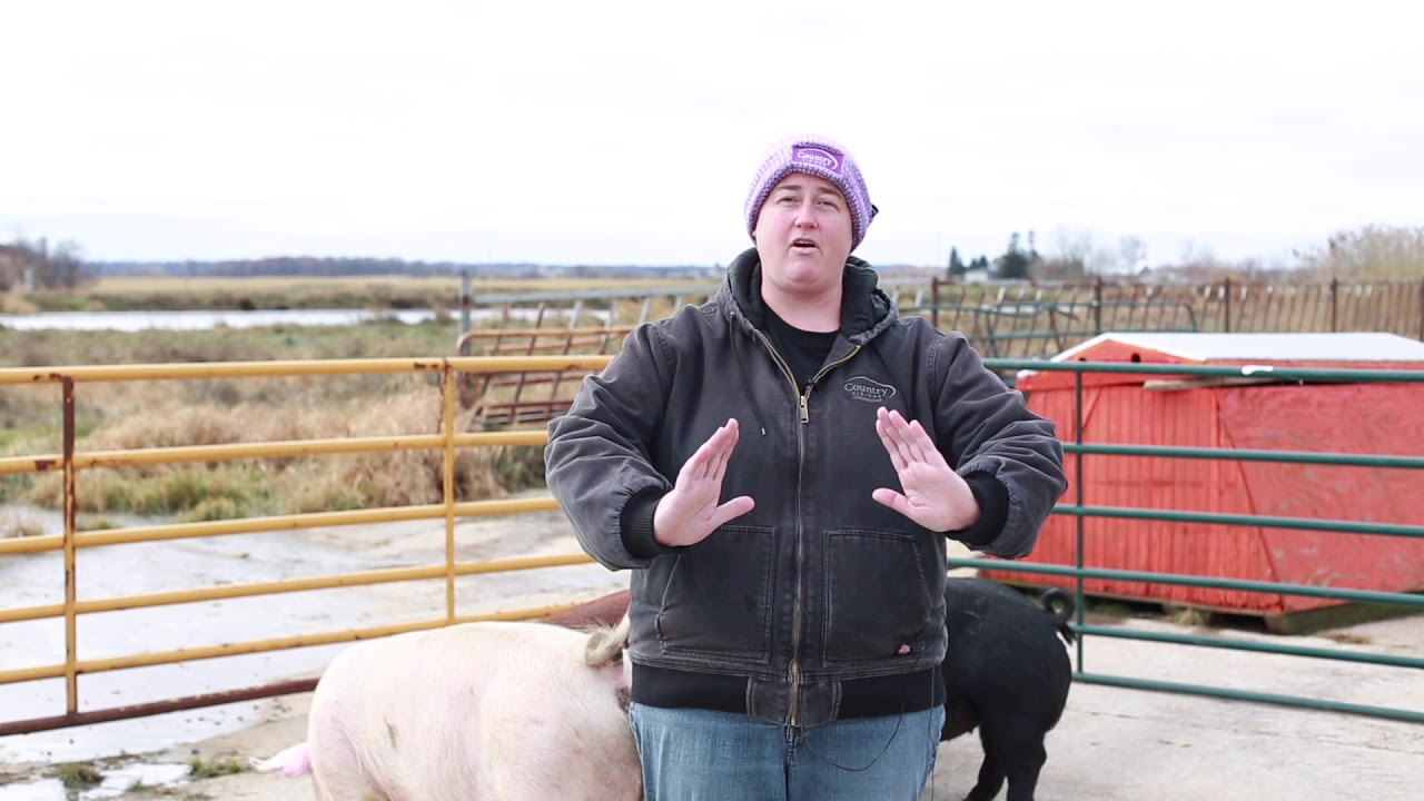 Tips for Breeding Pigs