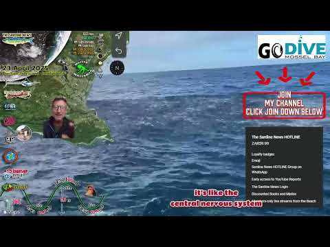 The FIRST SARDINES of 2025 - Port Elizabeth with GoDive