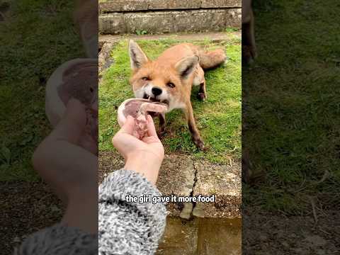 The fox gave her child to a human.#shorts #animals #fox #heartwarming #rescue