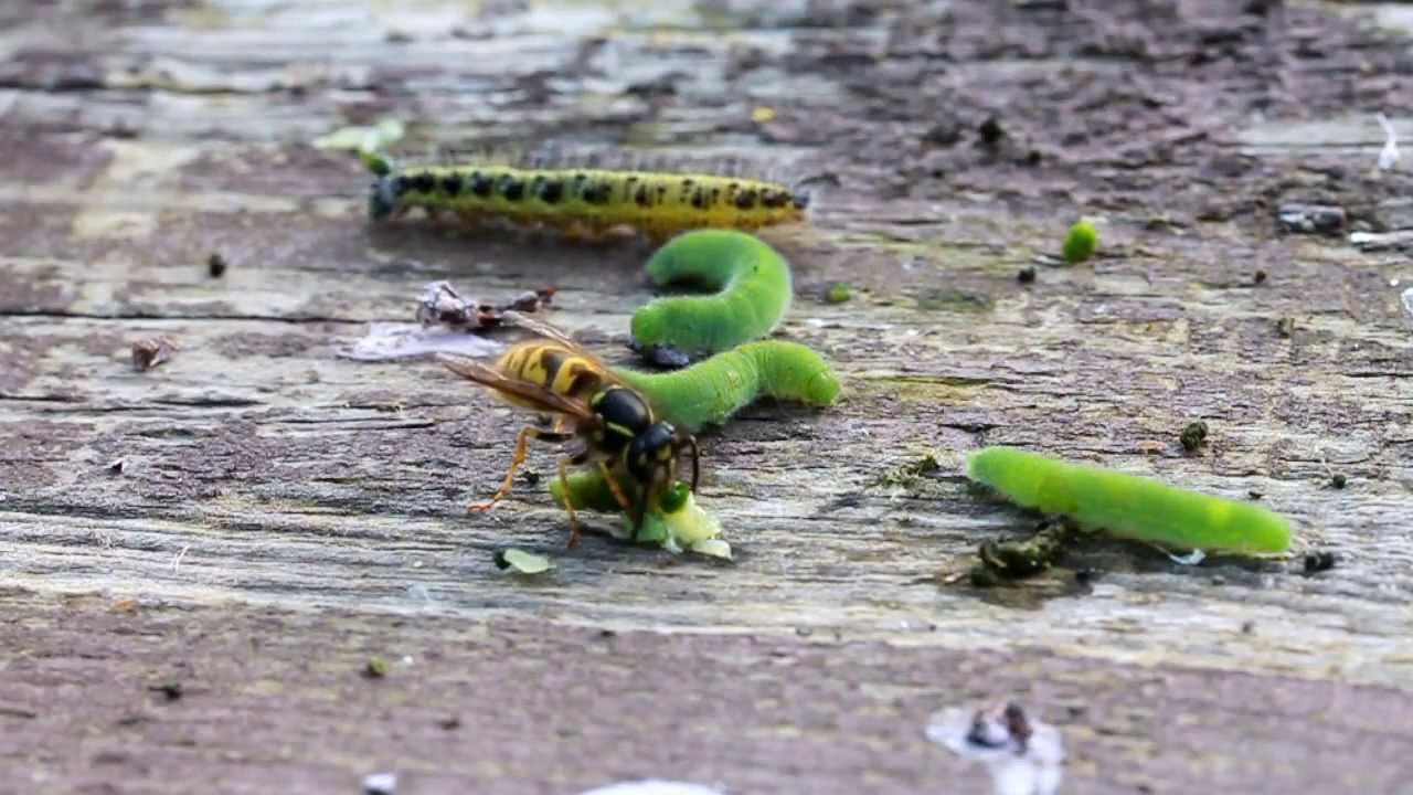 Wasp Attacking a Caterpillar
