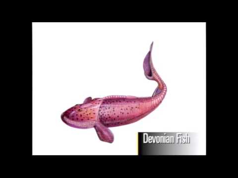 Evolution,Vestigal Structures, Darwin, Embryology