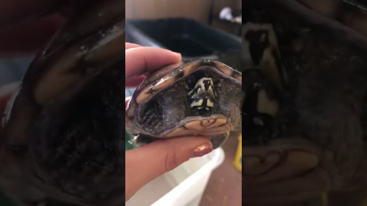 Musk Turtle Carapace Plastron hiding in Shell