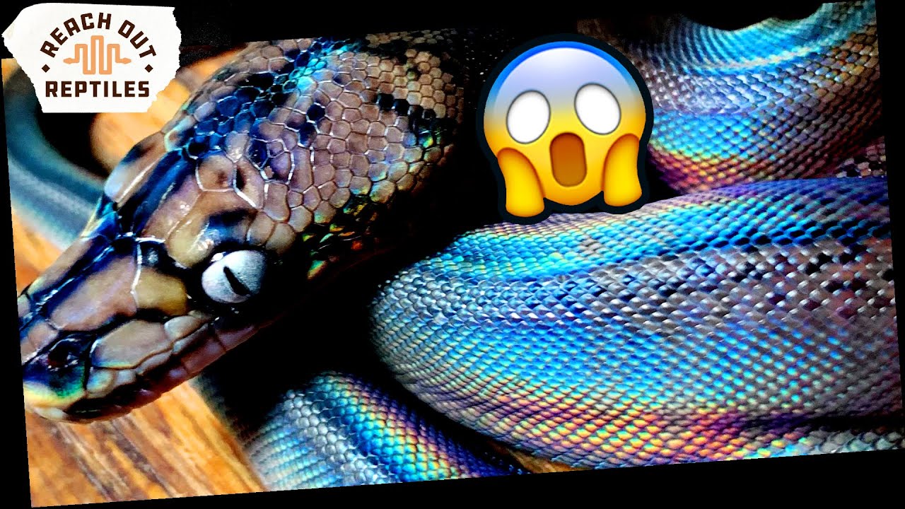RAINBOW SNAKES?! | Iridescence Explained