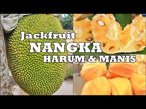 MALAYSIAN LOCAL FRUITS | JACKFRUIT | NANGKA MADU PADU