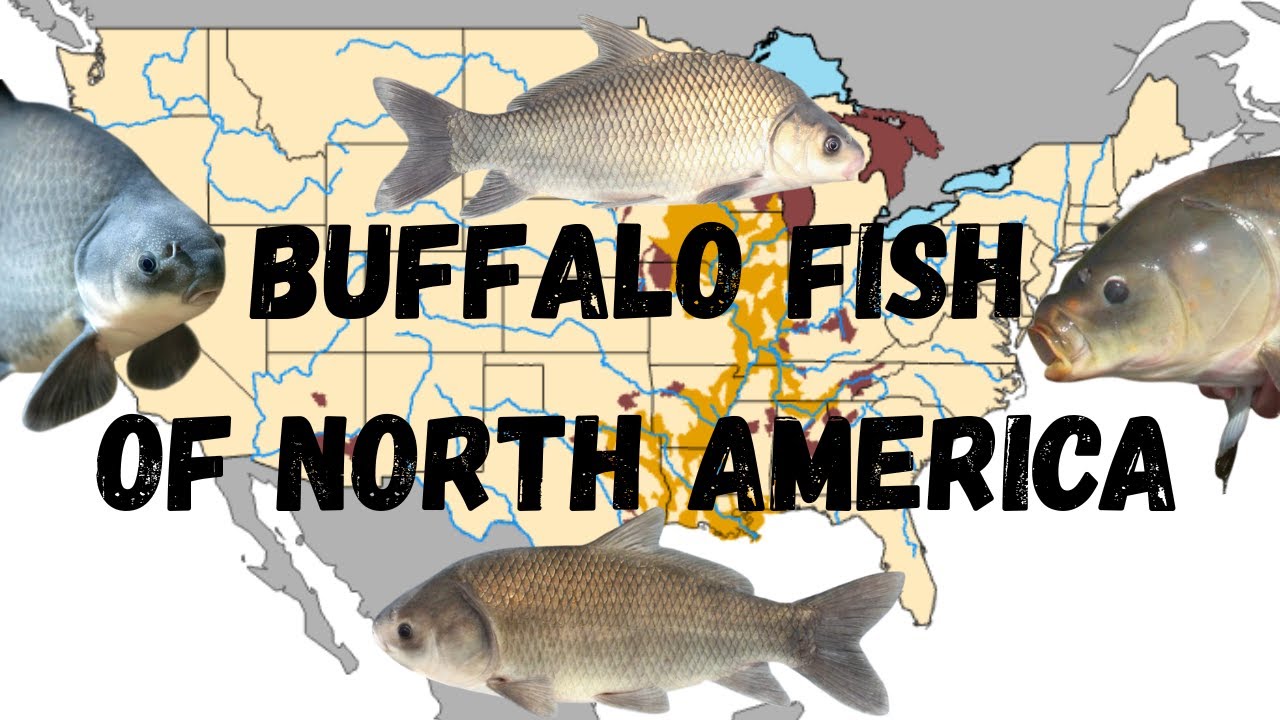 The 5 Buffalo Fish of North America: a species identification guide with range maps