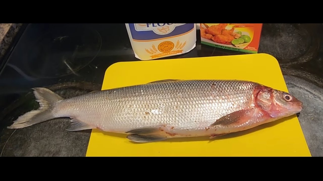 FRESH FRIED WHITEFISH FROM CATCH TO KITCHEN
