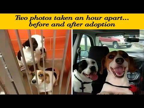 This Facebook Page Shares Hilarious and Relatable Dog Memes, Here Are 50 Of The Best Pics