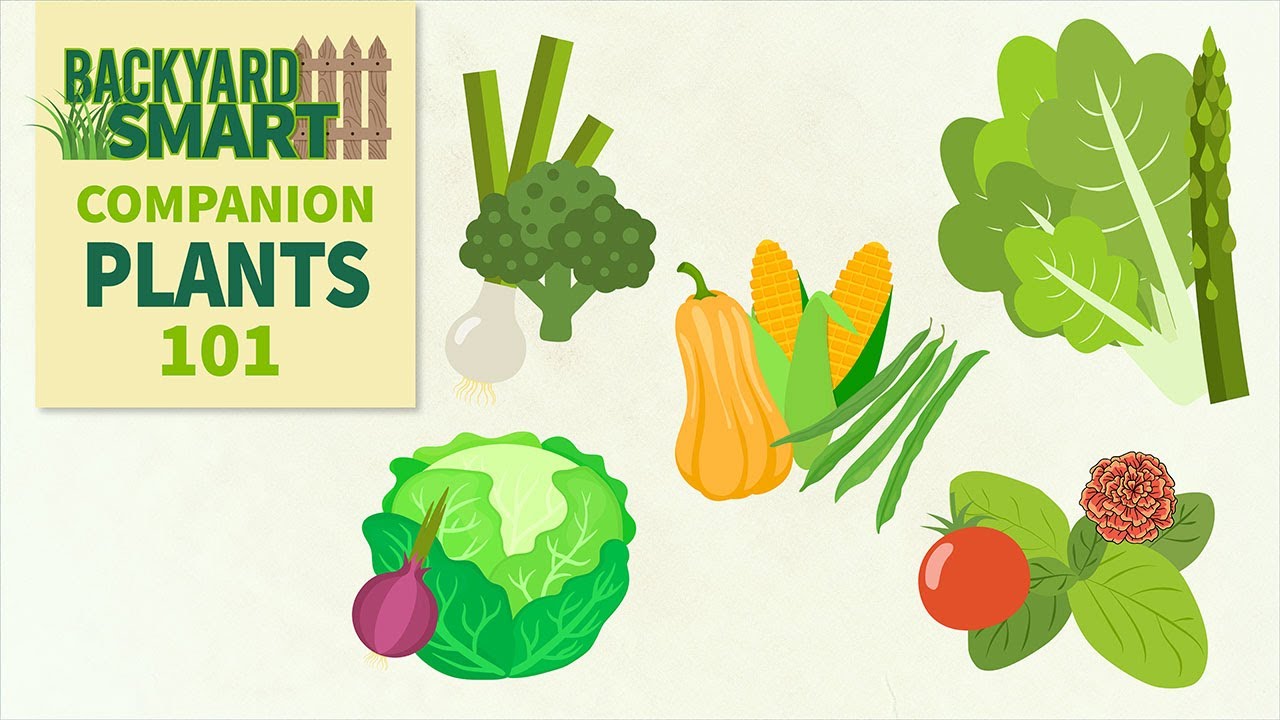 Get Started with Companion Planting | Backyard Smart | Exmark