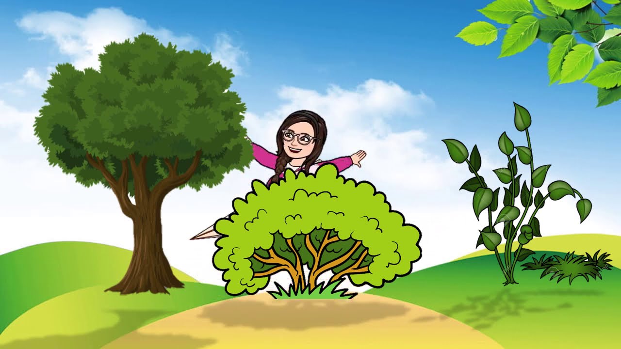 ÁRBOL-ARBUSTO- HIERBA