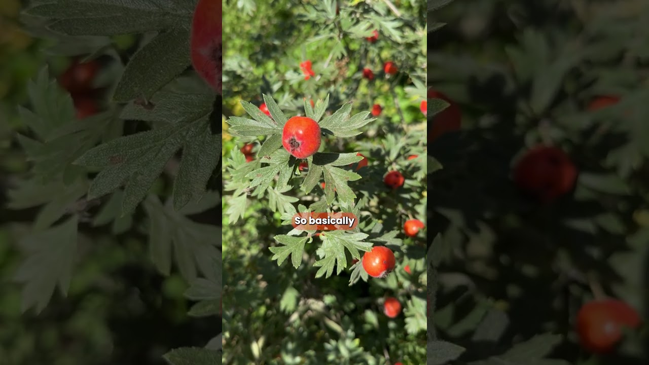 My Crataegus tanacetifolia is full of berries!