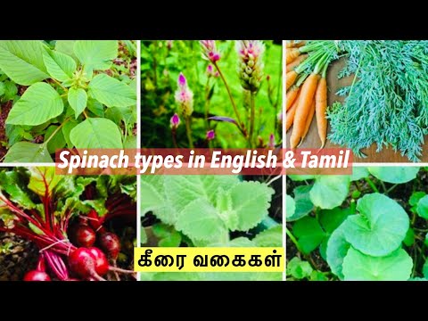 Spinach types in English and Tamil | Leafy Greens Names & picture | கீரை வகைகள் | Organic greens