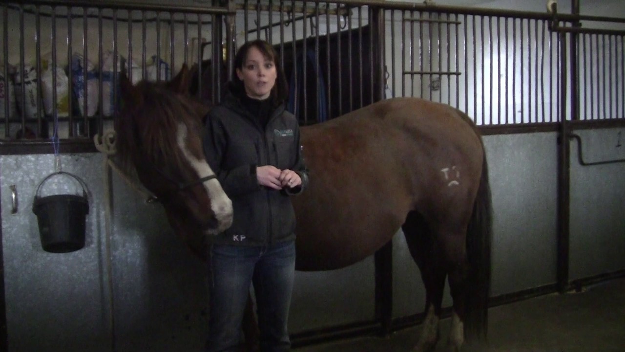 Signs to Watch for in Foaling Mares