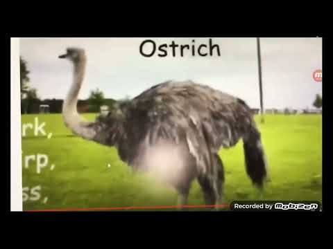How To Spell Animal Sounds @Kadeabe-wh1lq