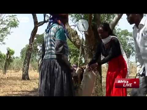 Ethiopia: Rates of Stunted Growth among Under Five Children Declines