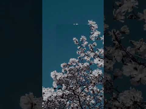 try not to change your wallpapers#asthetic#vibe#wallpapers#shorts#wallpaper#viral#fyp#youtubeshorts