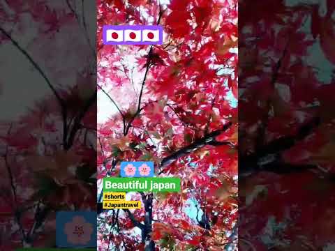Beautiful Japan / koyo / #shortvideo