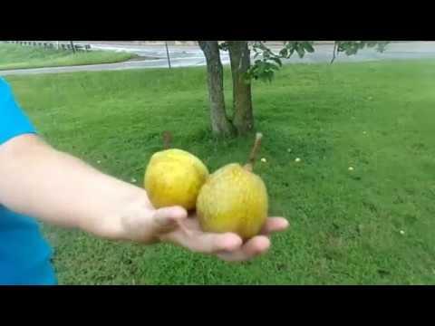 harvesting Asian Pears