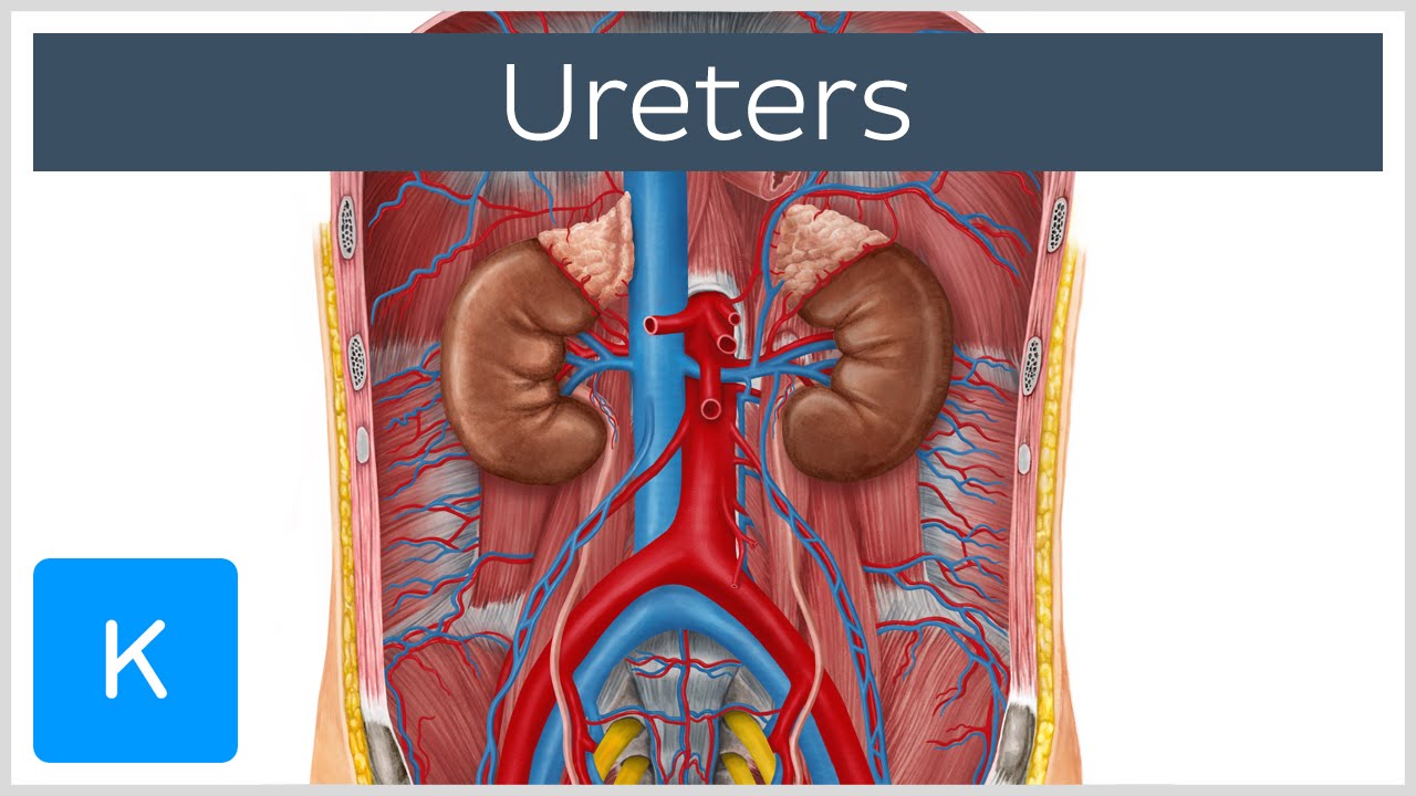 Ureters - Function, Definition and Anatomy - Human Anatomy | Kenhub