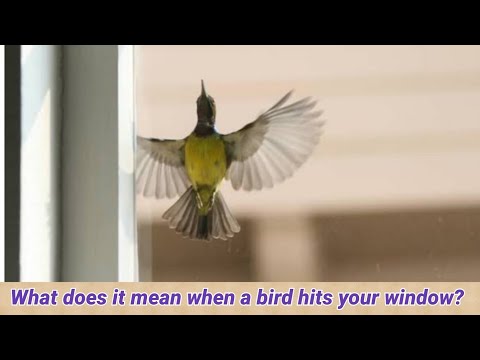 What does it mean when a bird keeps hitting on a window?🦜🦅🕊