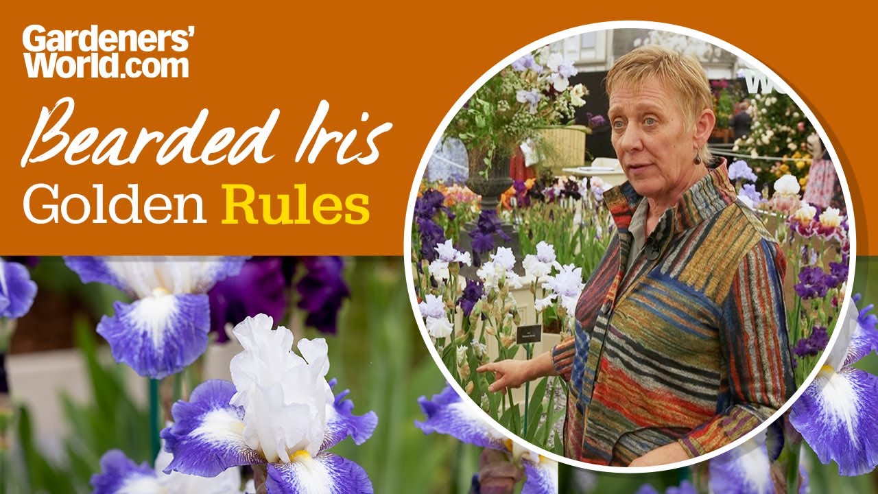 Caring for bearded iris | Golden Rules