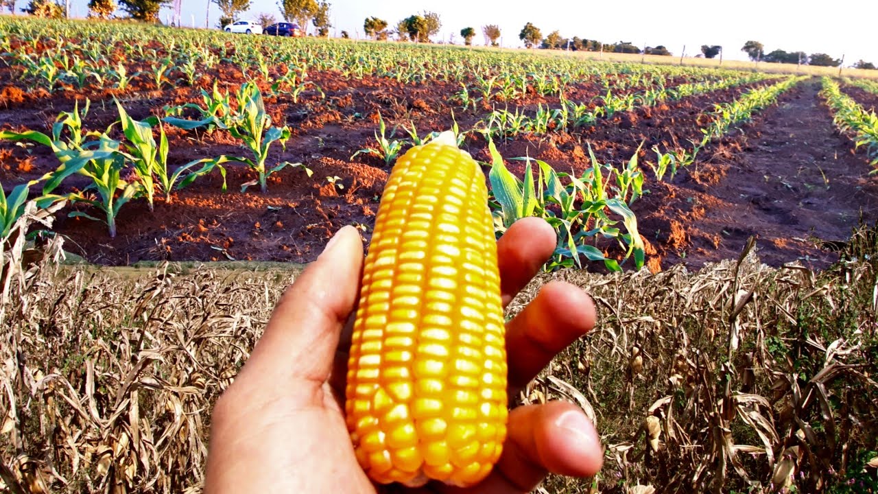 How to Plant Corn🌽 Very Easy | Step by Step | Growing Yellow Corn