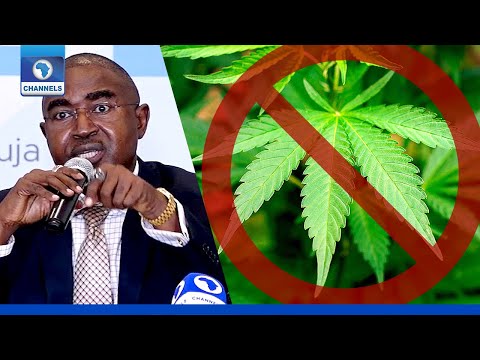 FULL VIDEO: Why Cannabis Should Not Be Legalised In Nigeria - NDLEA Chairman