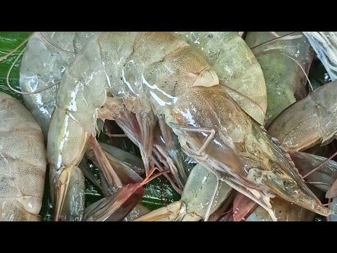 CLEANING SHRIMP'S JUNE 24/25 #Screencast #Viral #Shrimps