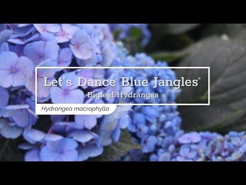 30 Seconds with Let's Dance® Blue Jangles® Reblooming Hydrangea