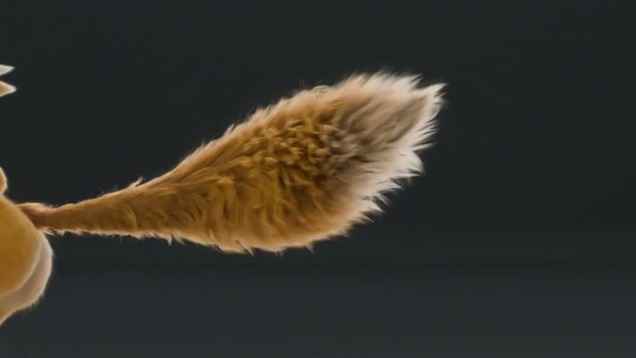 Renamon tail display [Furflection]