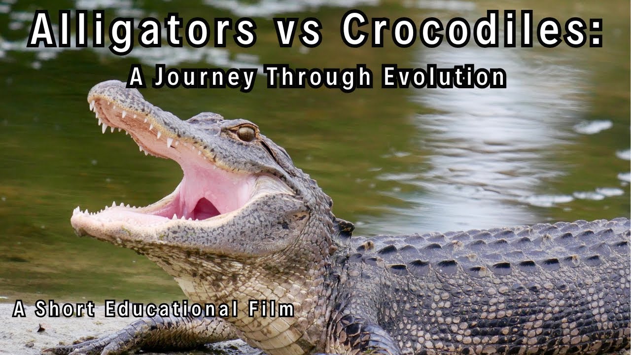 Alligators vs Crocodiles: A Journey Through Evolution