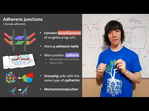 Adherens Junctions: Structure and functions
