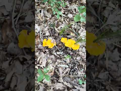 Chanterelle Mushrooms: Tennessee's Secret Treasure